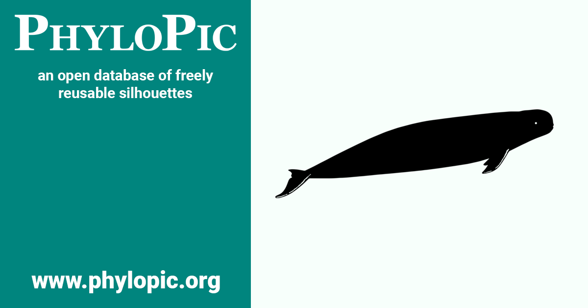 Neophocaena asiaeorientalis (CC0 1.0) - PhyloPic