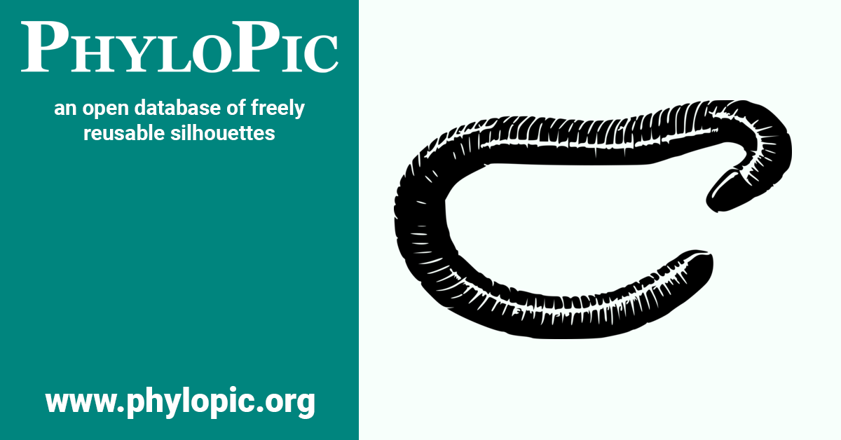 Gymnophiona - PhyloPic