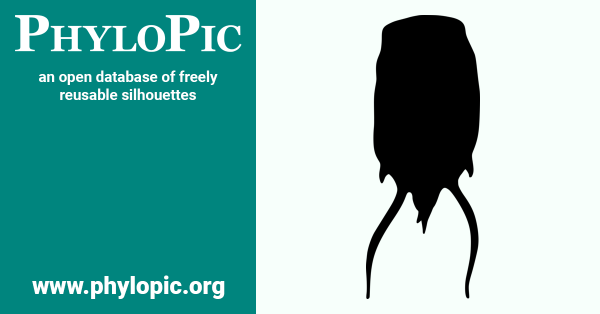 Thalia democratica (CC0 1.0) - PhyloPic