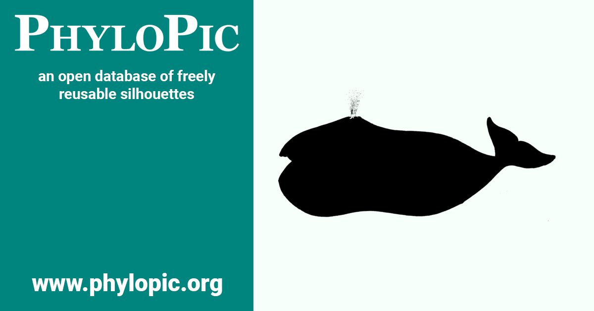 Balaena mysticetus mysticetus (CC0 1.0) - PhyloPic