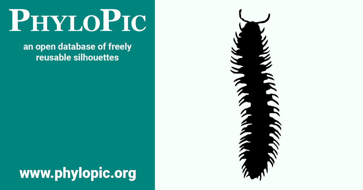 Polydesmus (CC0 1.0) - PhyloPic