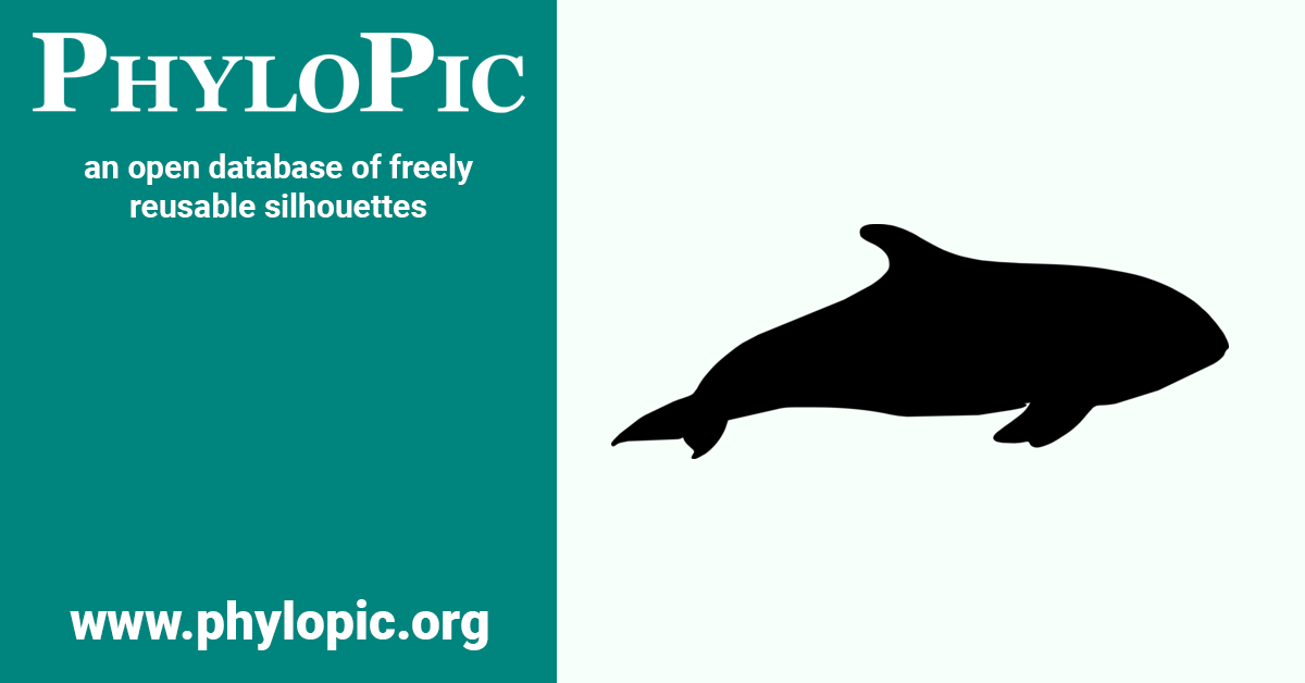 Lagenorhynchus cruciger - PhyloPic