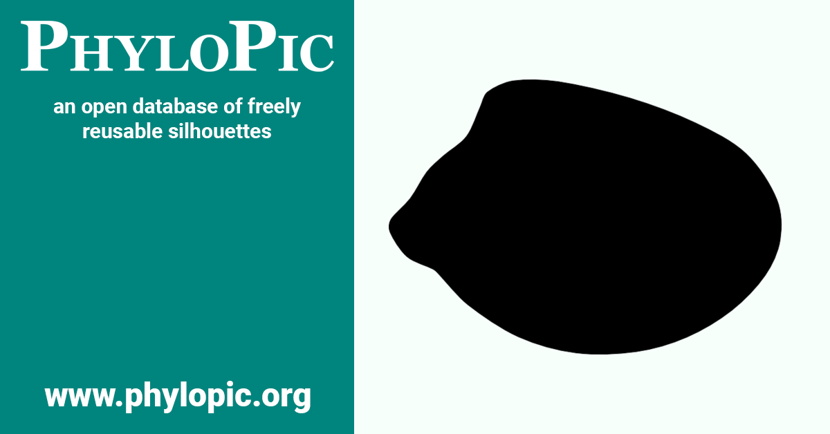 Acila (Acila) mirabilis by Katie S. Collins (CC0 1.0) - PhyloPic