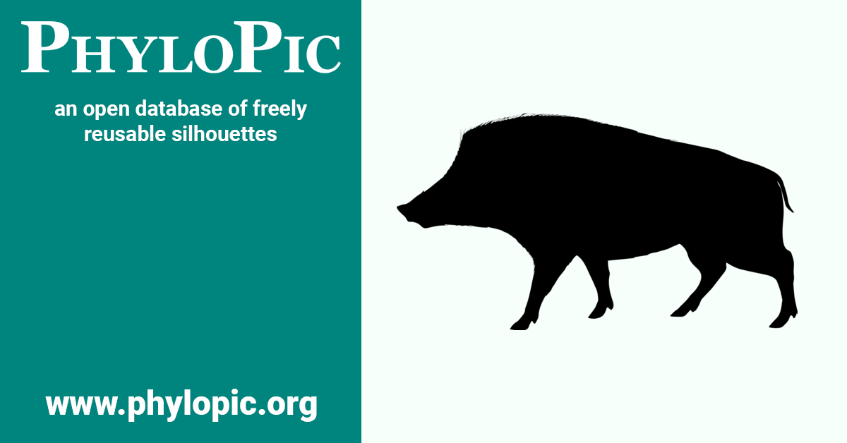 Sus scrofa by Steven Traver (CC0 1.0) - PhyloPic