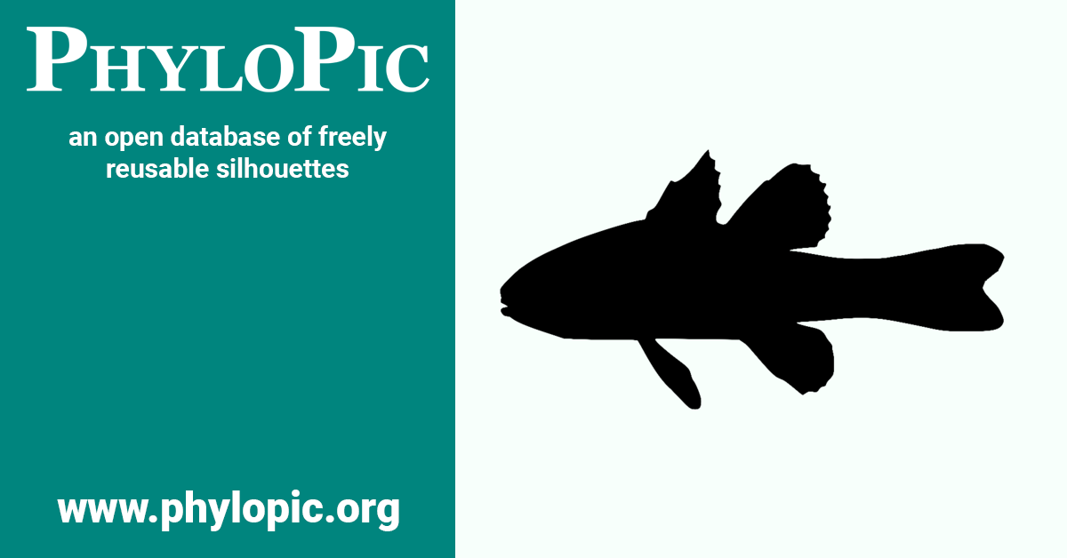 Pristiapogon exostigma by Tyler McCraney (CC0 1.0) - PhyloPic