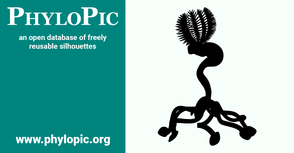 Cephalodiscus dodecalophus (CC0 1.0) - PhyloPic