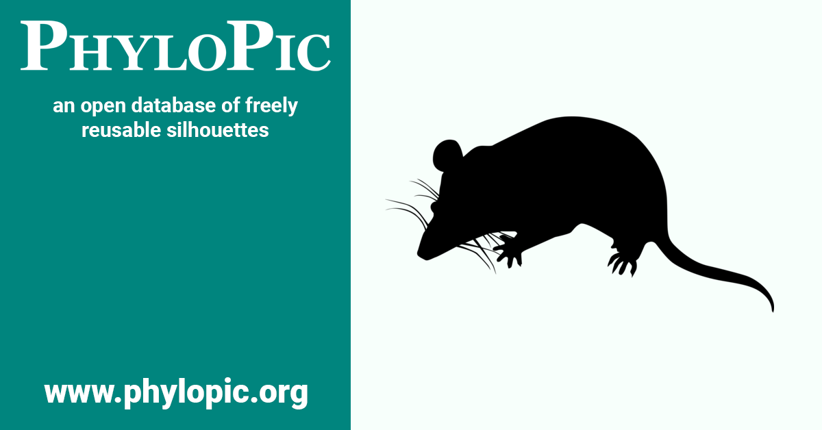 Monodelphis domestica by João Pedro Fernandes Moutinho (CC0 1.0) - PhyloPic