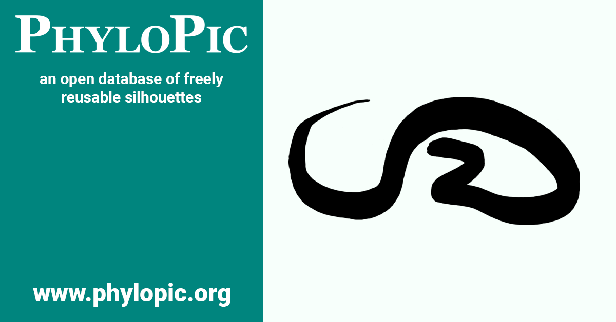 Aspidites ramsayi by CNZdenek (CC BY-NC 3.0) - PhyloPic