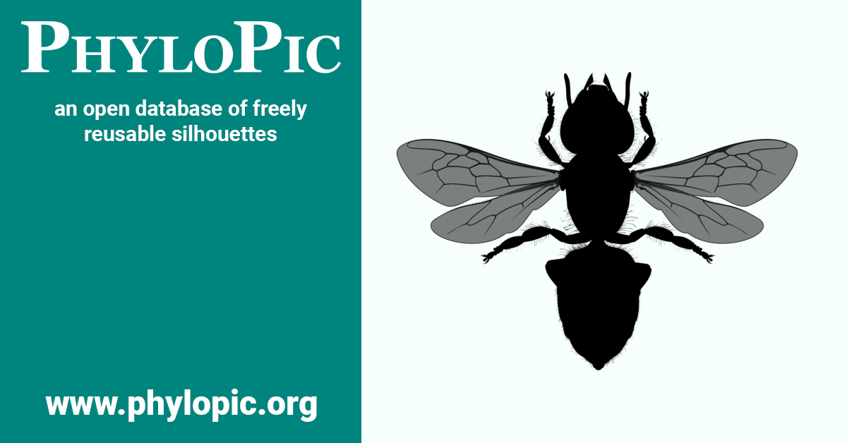 Apis florea by Melissa Broussard (CC BY 3.0) - PhyloPic