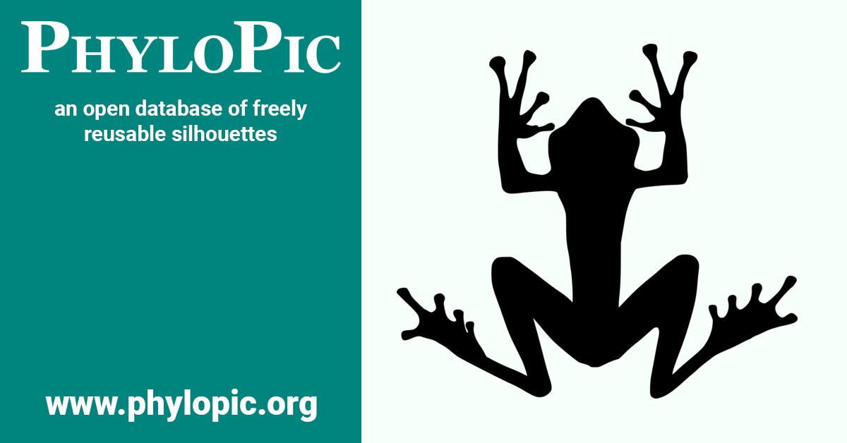 Polypedates discantus (CC0 1.0) - PhyloPic