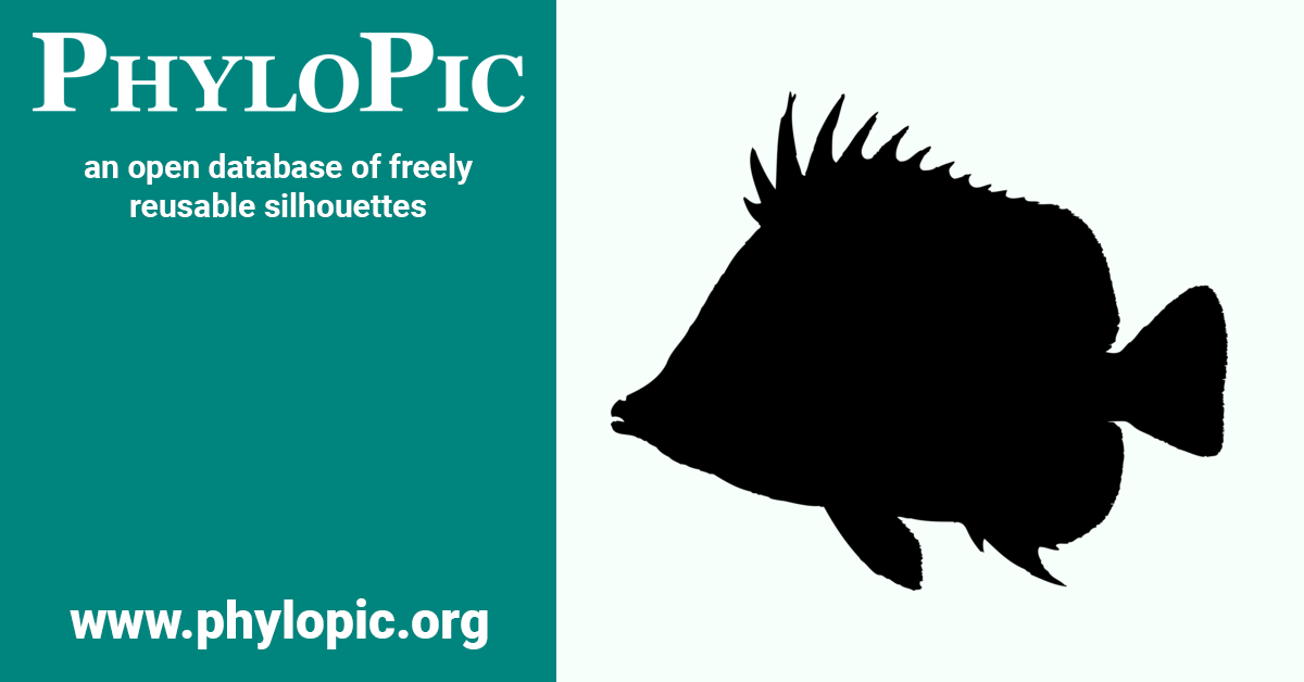 Prognathodes dichrous - PhyloPic