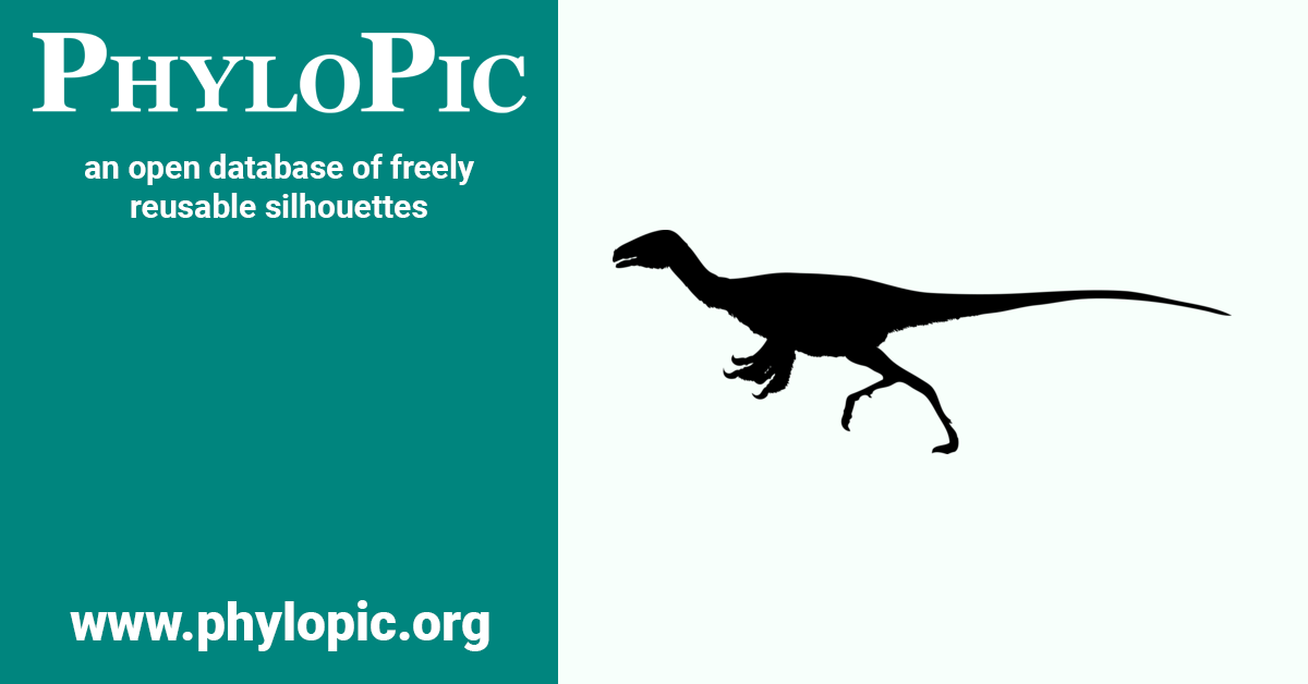 Maniraptora - PhyloPic