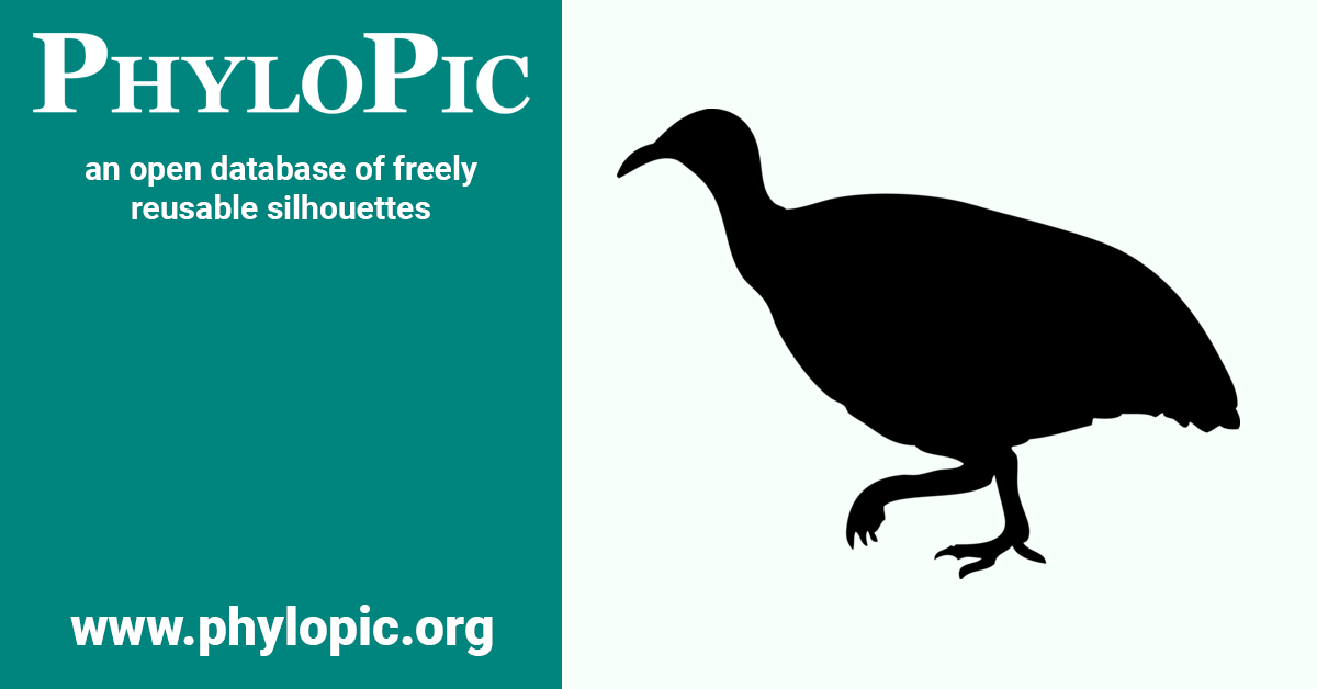 Tinamus major by Darren Naish (vectorize by T. Michael Keesey) (CC BY 3 ...