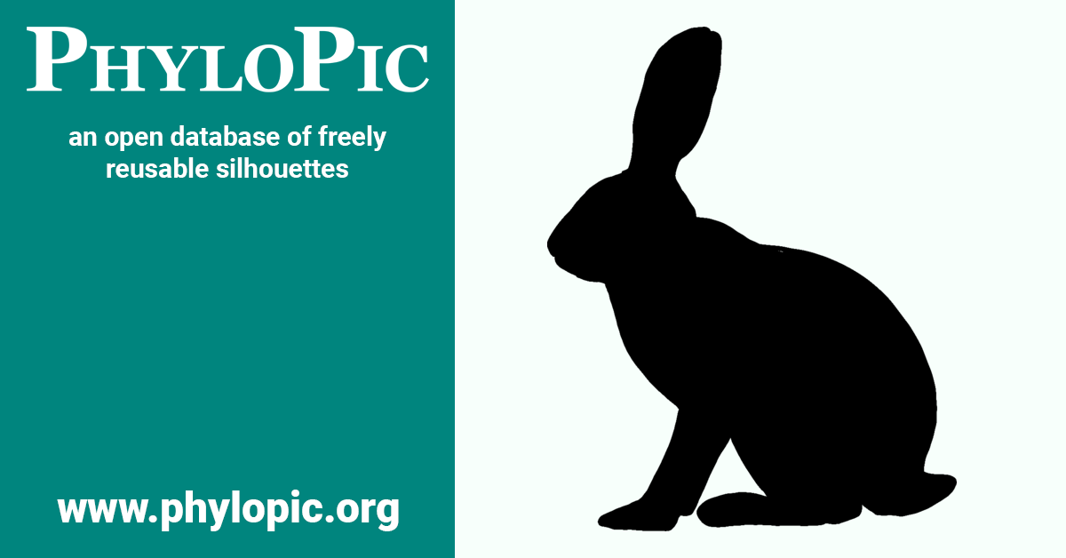 Lepus californicus by Gabriela Palomo-Munoz (CC BY-NC 3.0) - PhyloPic