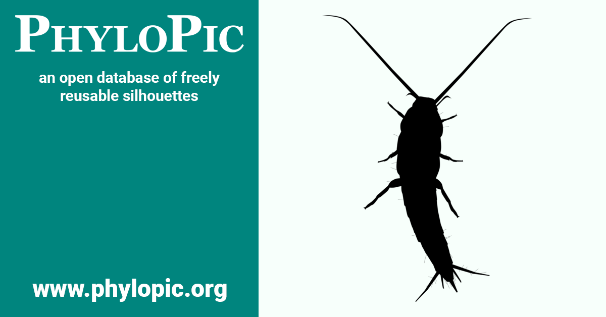 Lepisma - PhyloPic