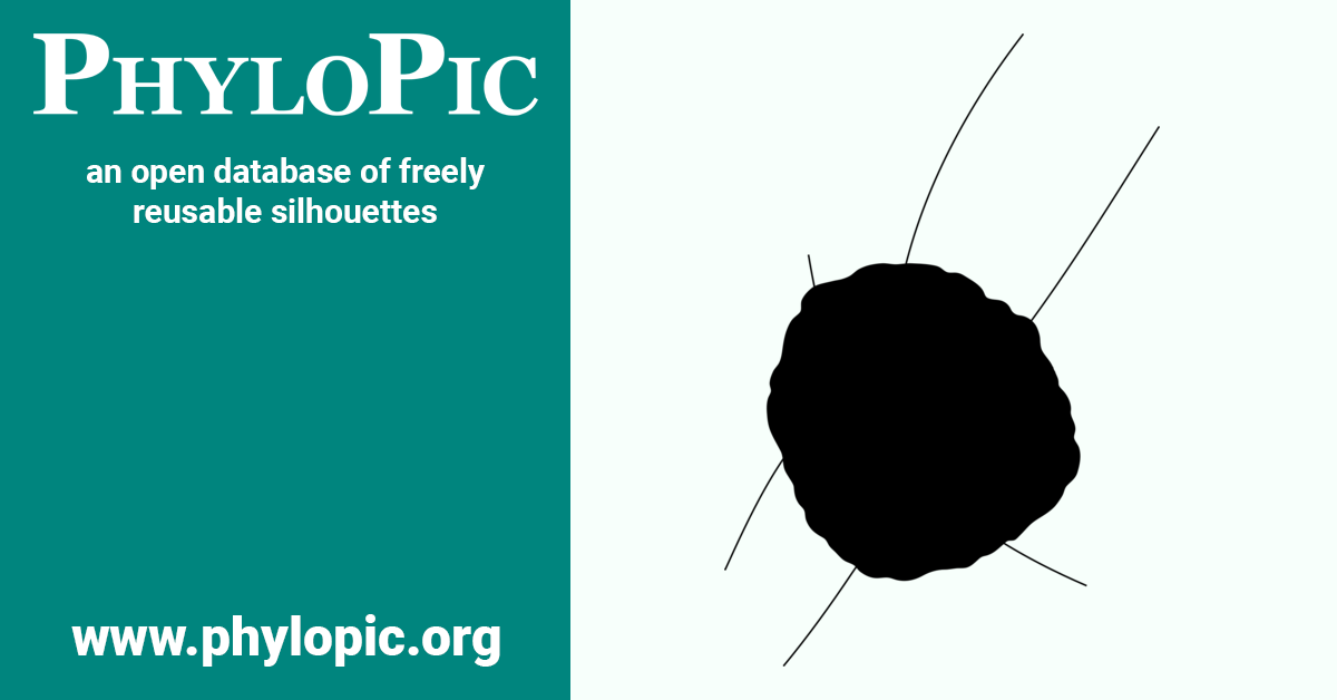 Coelochaetales - PhyloPic