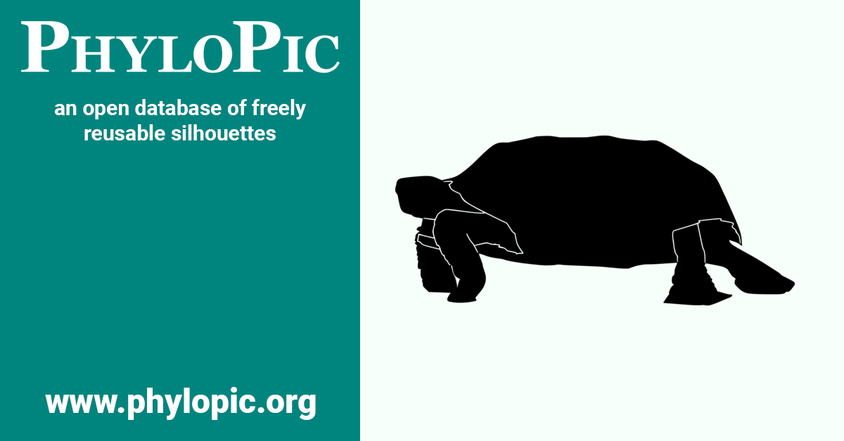 Gopherus agassizii by Edwin Price (CC BY 4.0) - PhyloPic