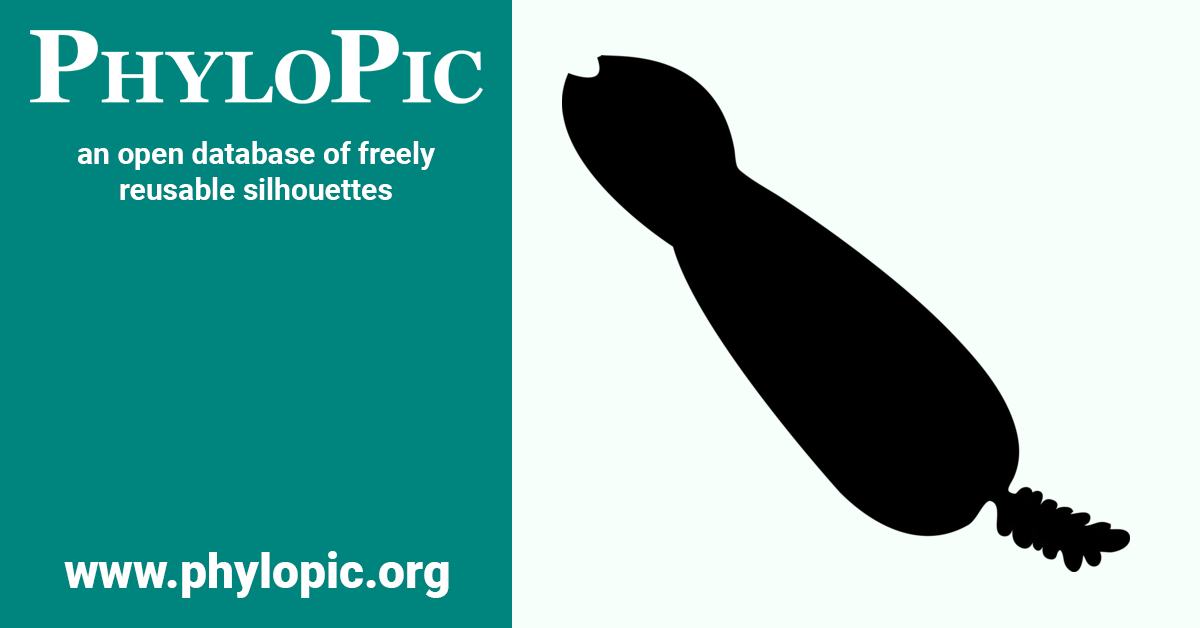 Priapulida - PhyloPic
