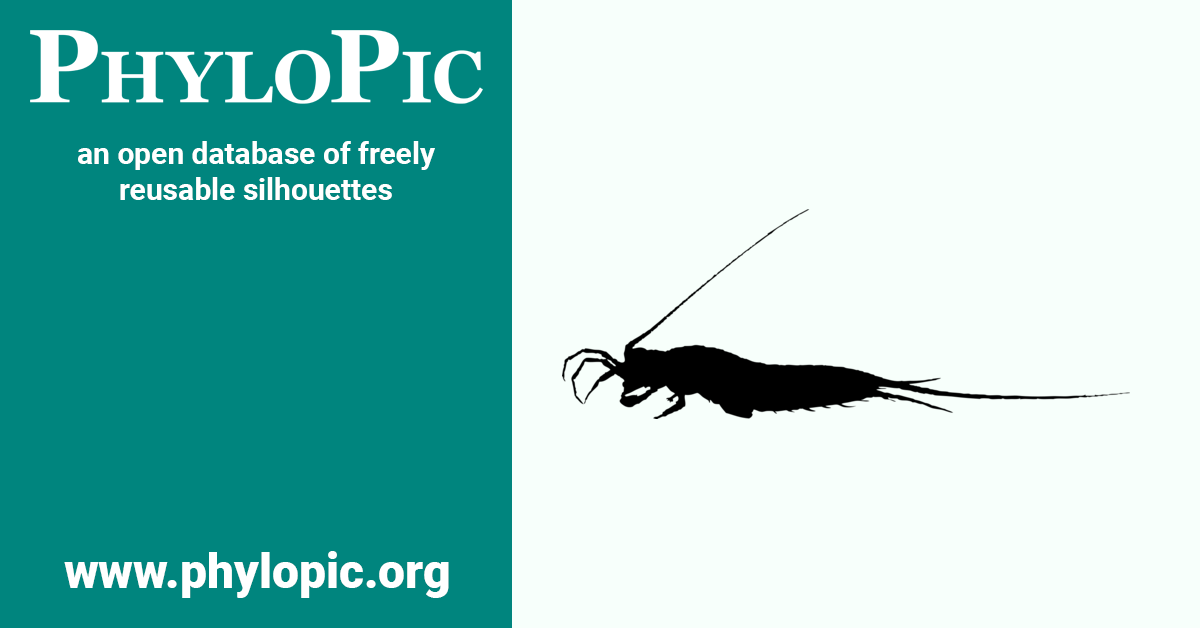 Archaeognatha - PhyloPic