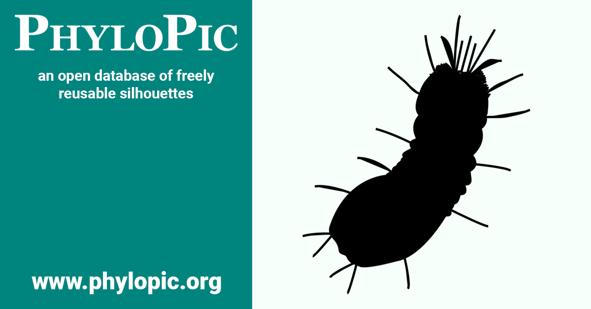 Limnognathia maerski by Michelle Site (CC BY-NC 3.0) - PhyloPic