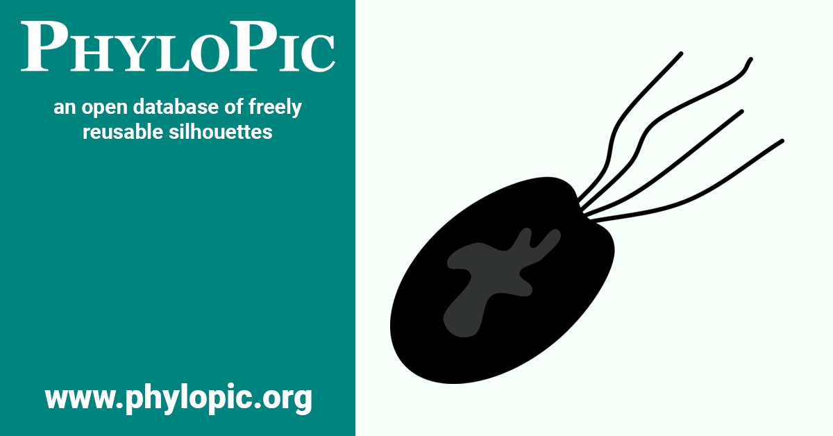 Tetraselmis by Matt Crook (CC BY-SA 3.0) - PhyloPic