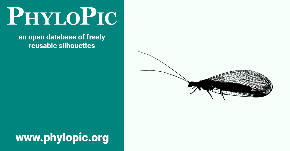 Neuroptera - PhyloPic