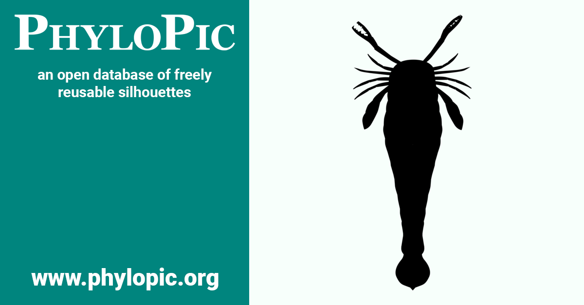 Pterygotus - PhyloPic