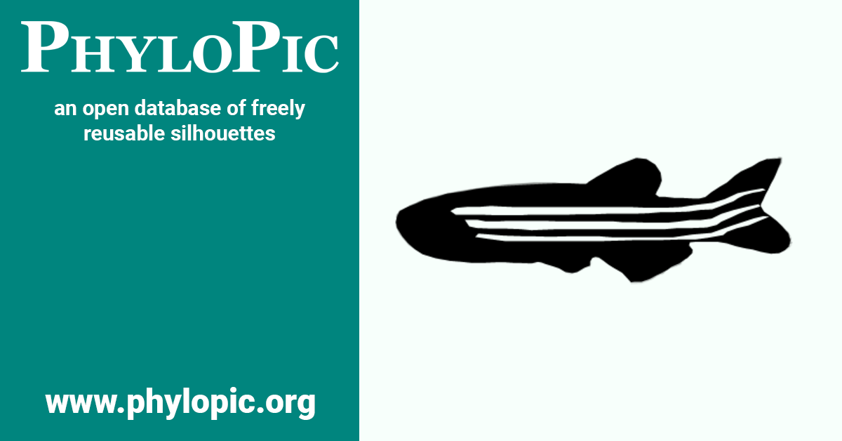 Danio rerio by Ian Quigley (CC BY 3.0) - PhyloPic