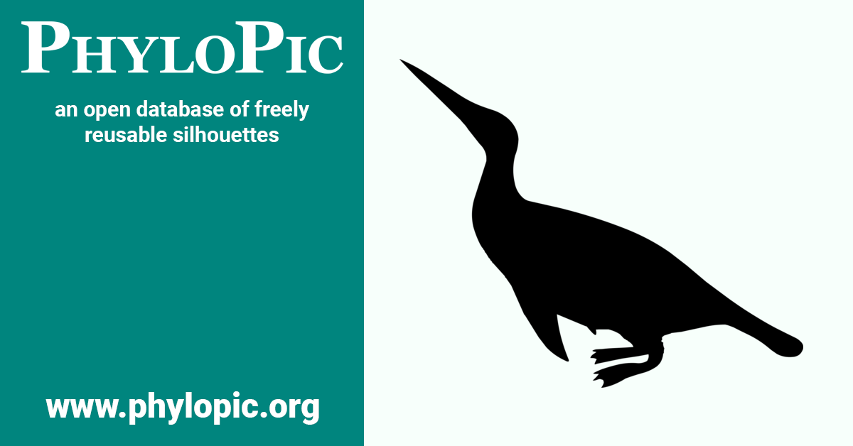 Waimanu manneringi by Nobu Tamura (vectorized by T. Michael Keesey) (CC ...