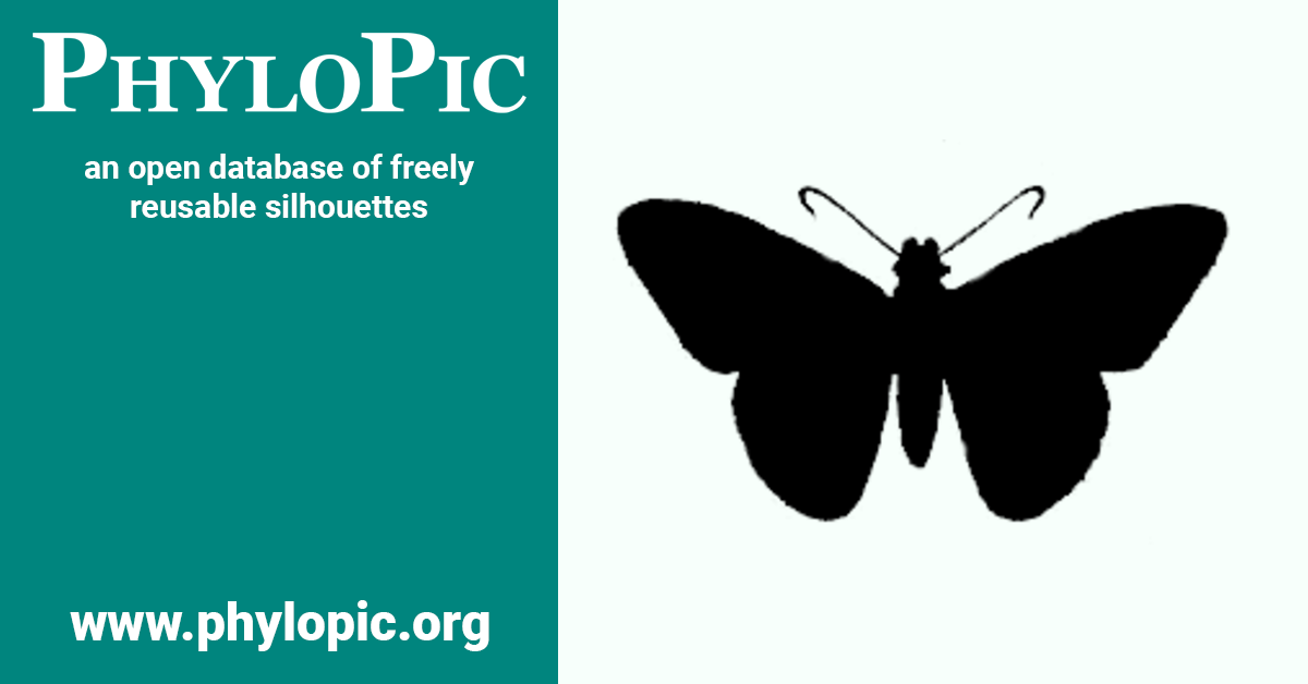 Rhopalocera - PhyloPic