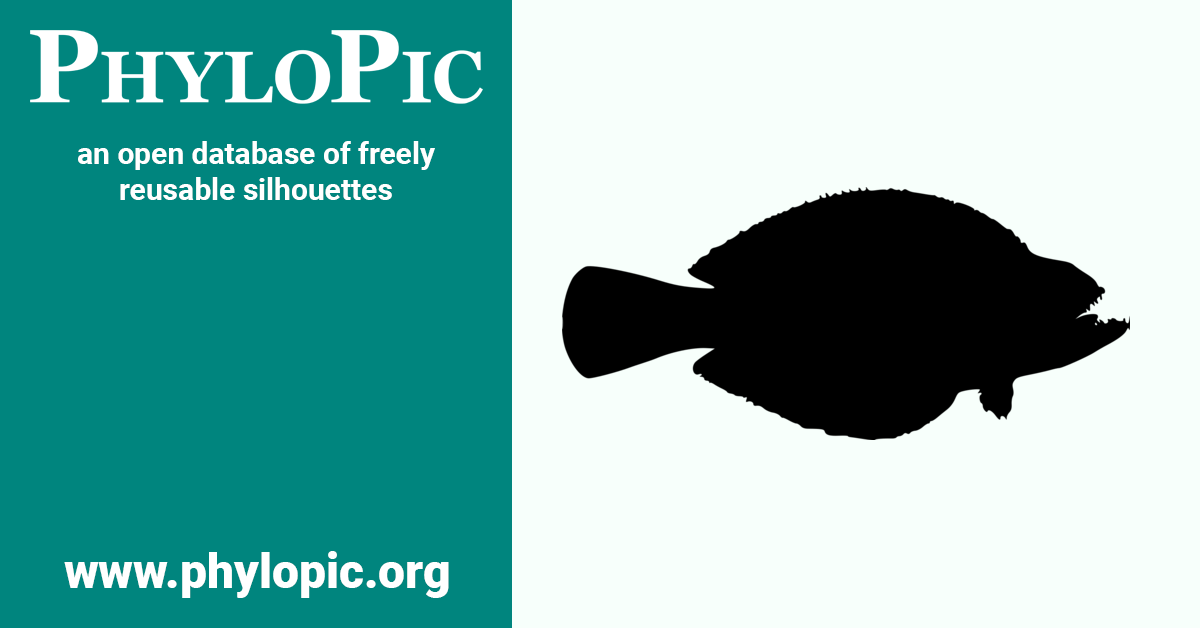 Psettodes erumei by Sir Francis Day (PDM 1.0) - PhyloPic