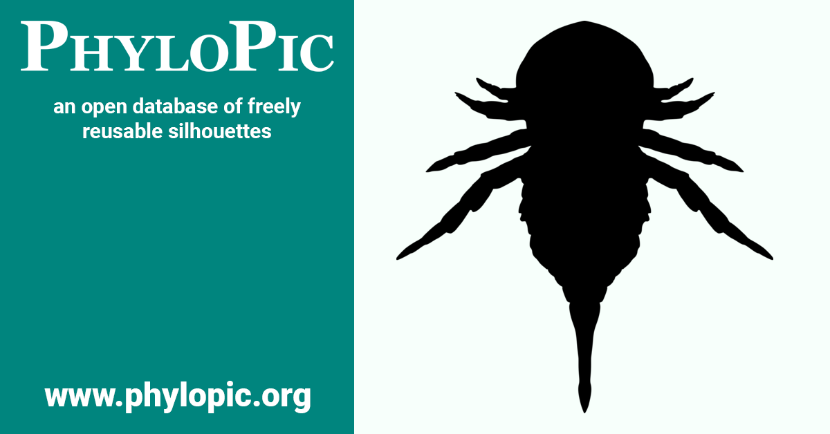 Brachyopterus by Ichthyovenator (CC BY-SA 3.0) - PhyloPic