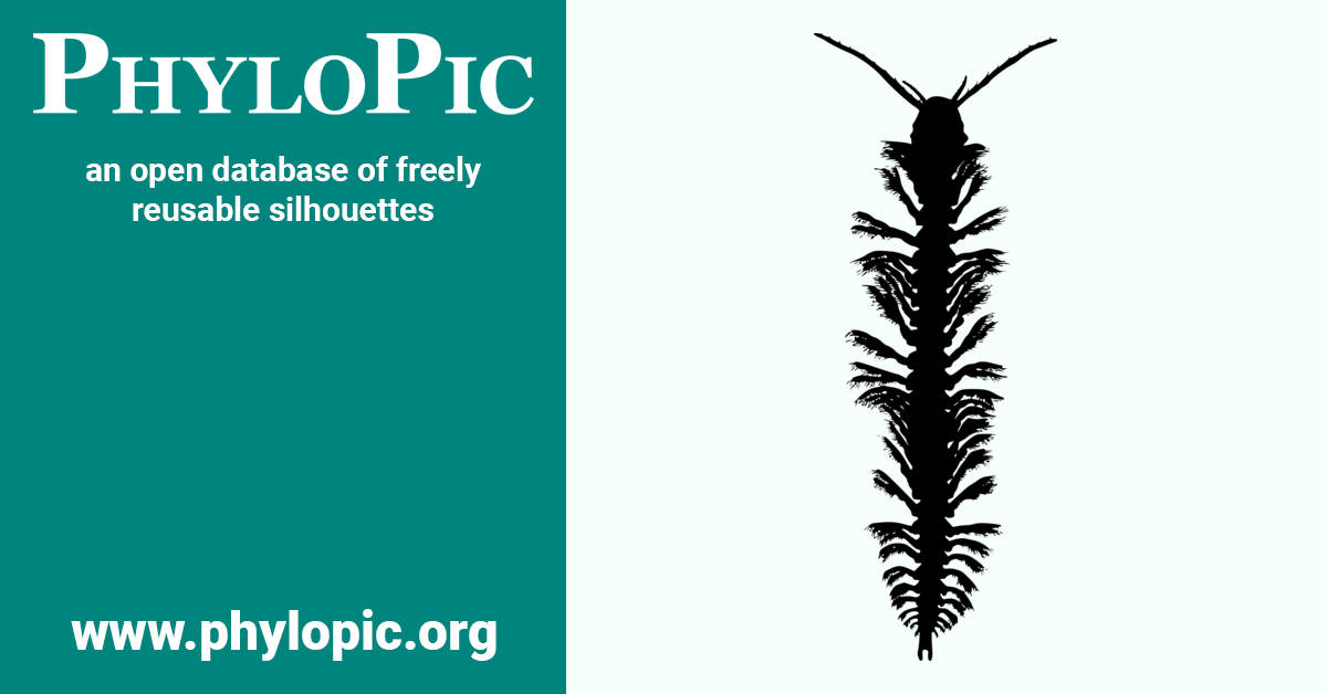 Lasionectes entrichoma (CC0 1.0) - PhyloPic
