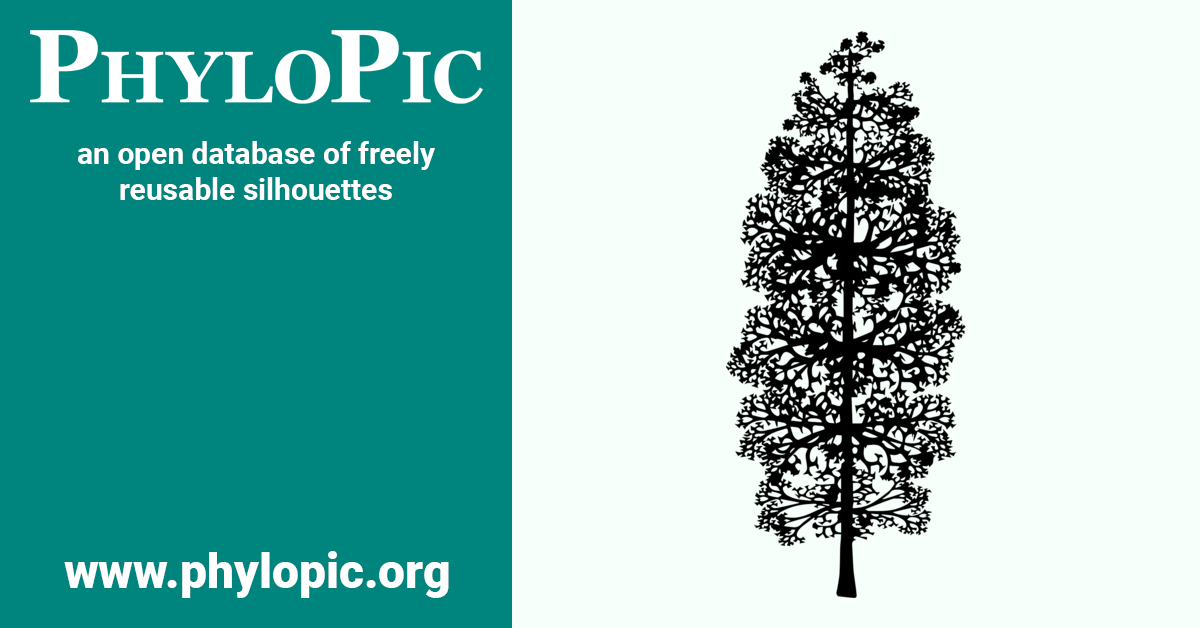 Pertica quadrifaria by Falconaumanni and T. Michael Keesey (CC BY-SA 3. ...