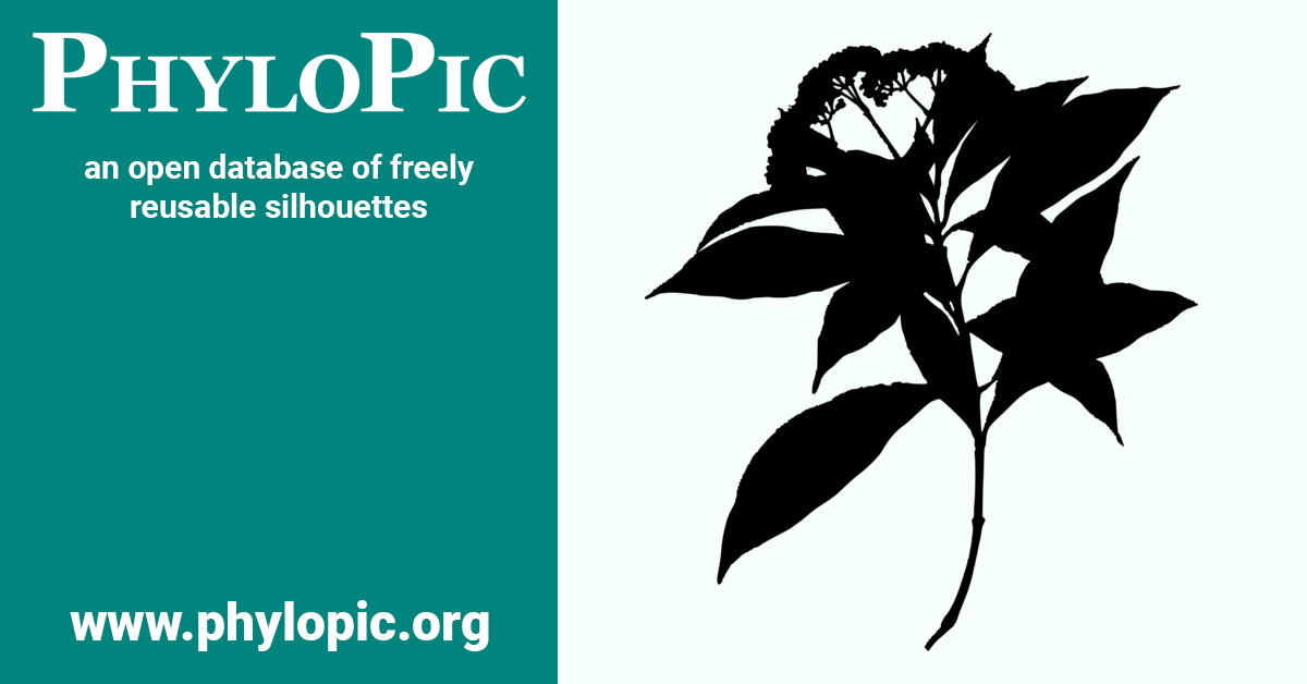 Psychotria anceps (PDM 1.0) - PhyloPic