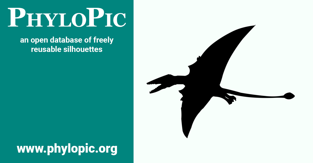 Eudimorphodon ranzii by Steven Traver (CC0 1.0) - PhyloPic