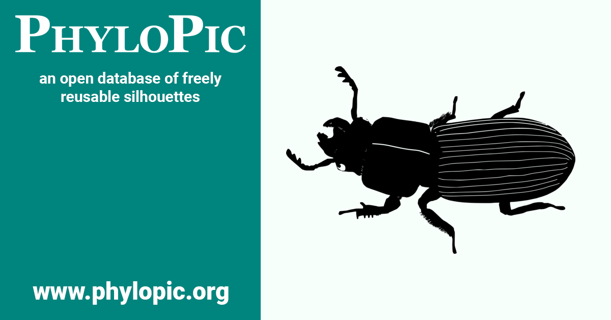 Odontotaenius disjunctus by Wesley Rhinehart (CC0 1.0) - PhyloPic