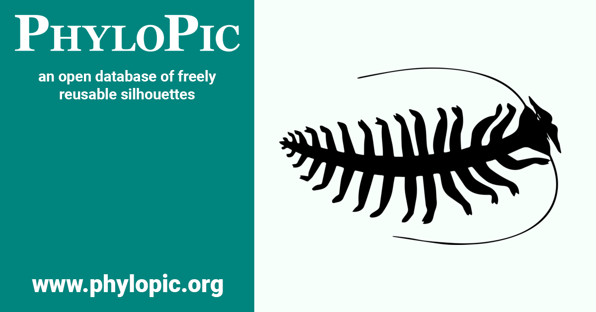 Tomopteris by S.Martini (CC0 1.0) - PhyloPic