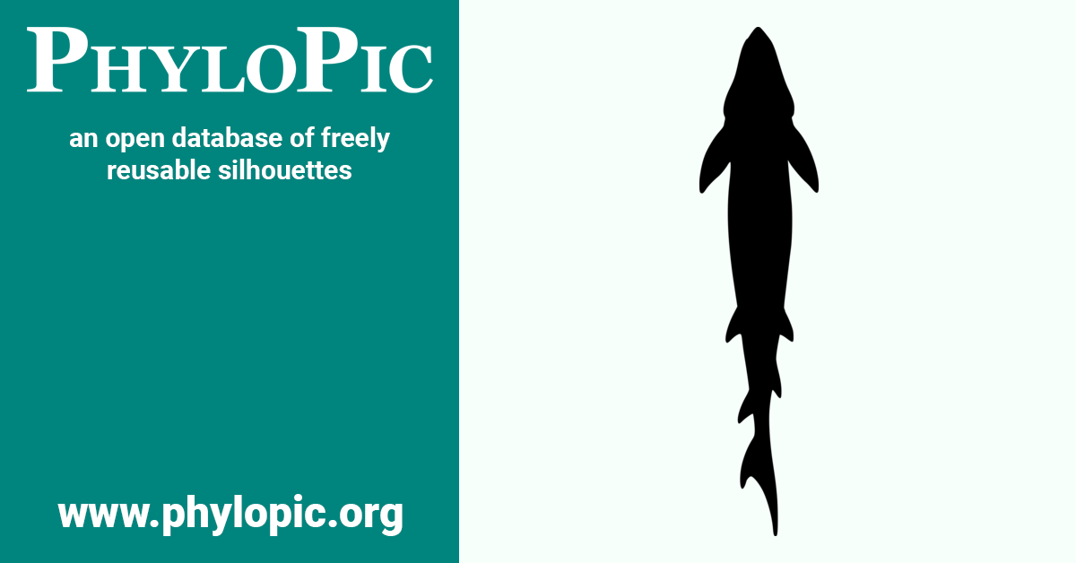 Acipenser transmontanus (CC0 1.0) - PhyloPic