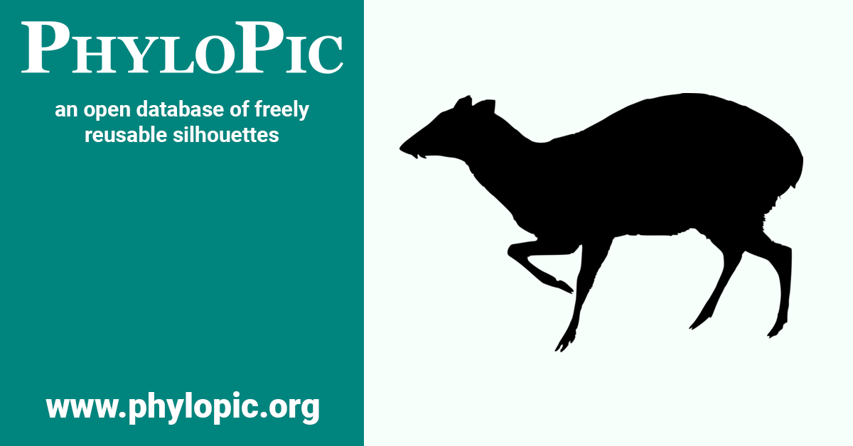 Moschiola meminna by W. T. Blanford (PDM 1.0) - PhyloPic