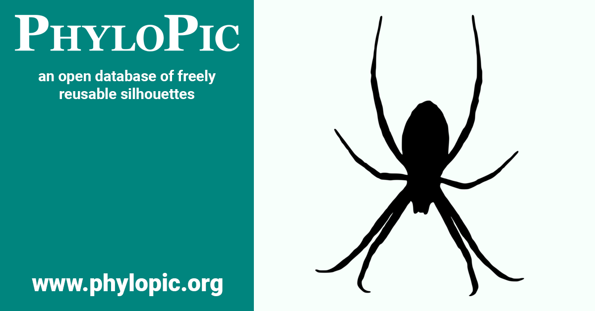 Argiope - PhyloPic
