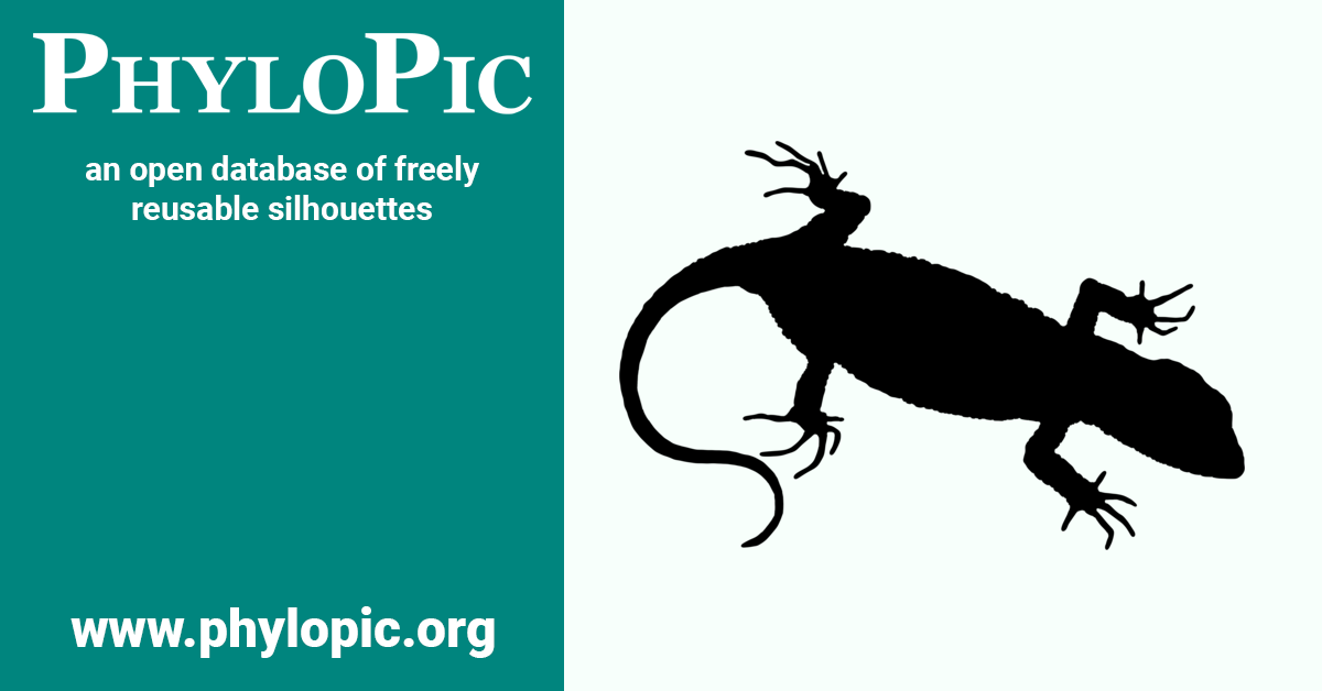 Xenosaurus platyceps by Jose Carlos Arenas-Monroy (CC0 1.0) - PhyloPic