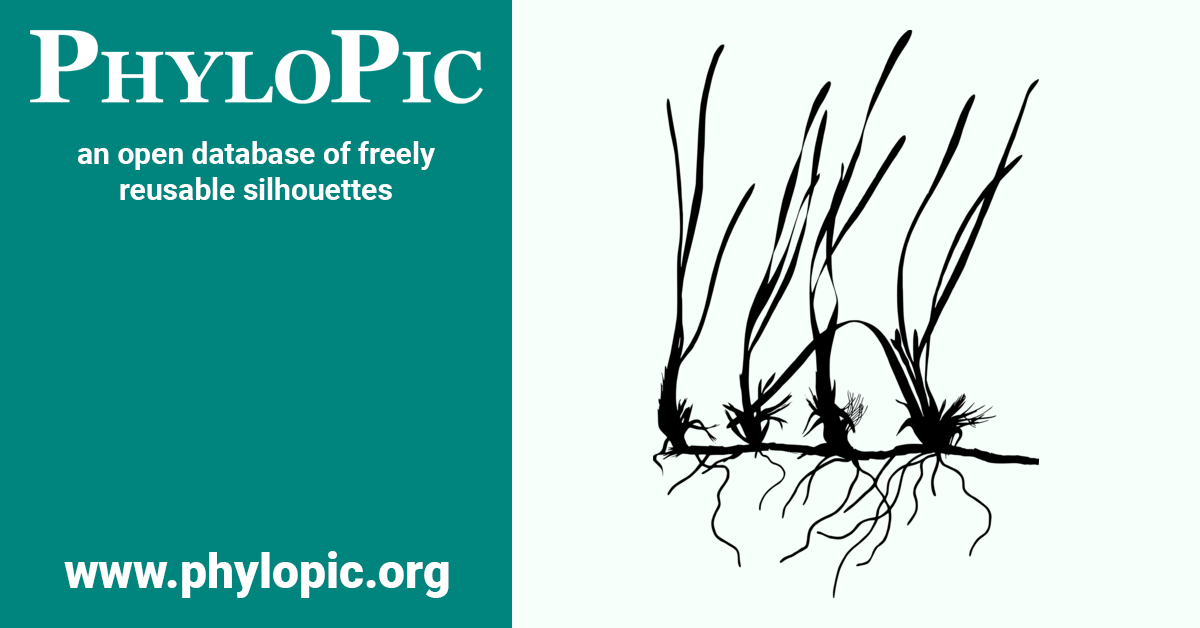 Thalassia testudinum by R. K. Godfrey (PDM 1.0) - PhyloPic
