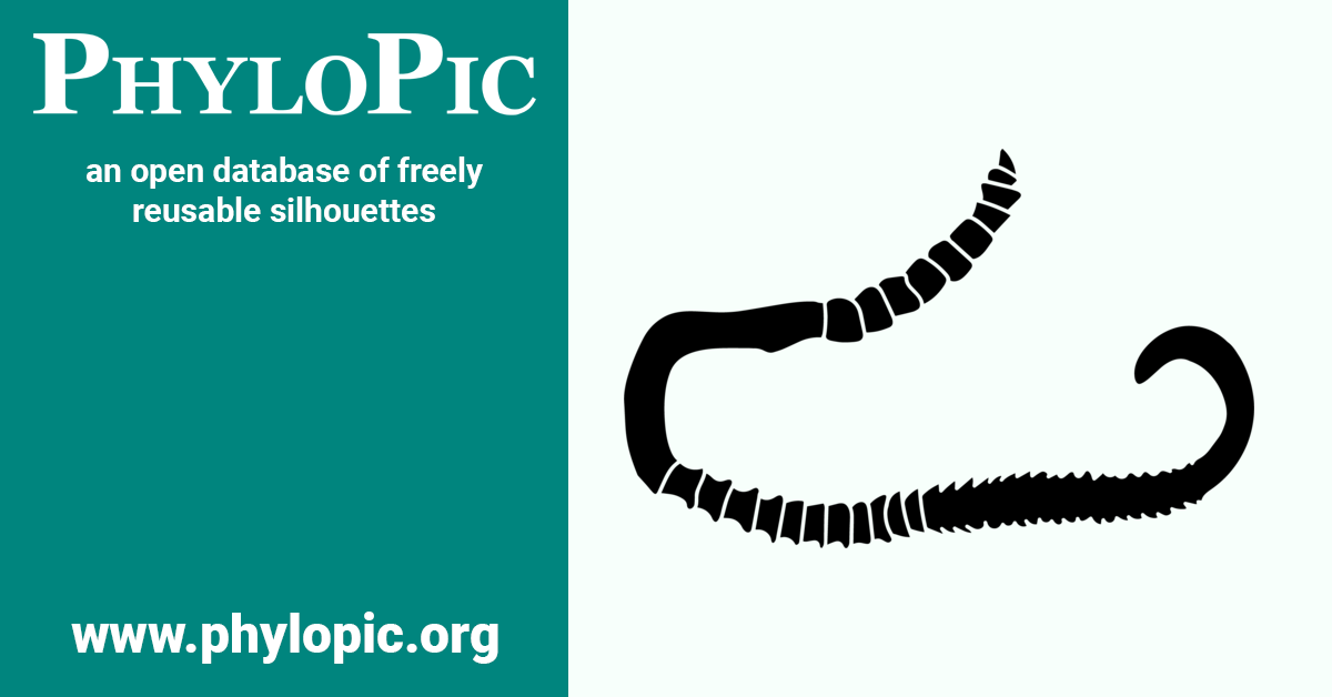 Capitella by B. Duygu Özpolat (CC BY-NC-SA 3.0) - PhyloPic