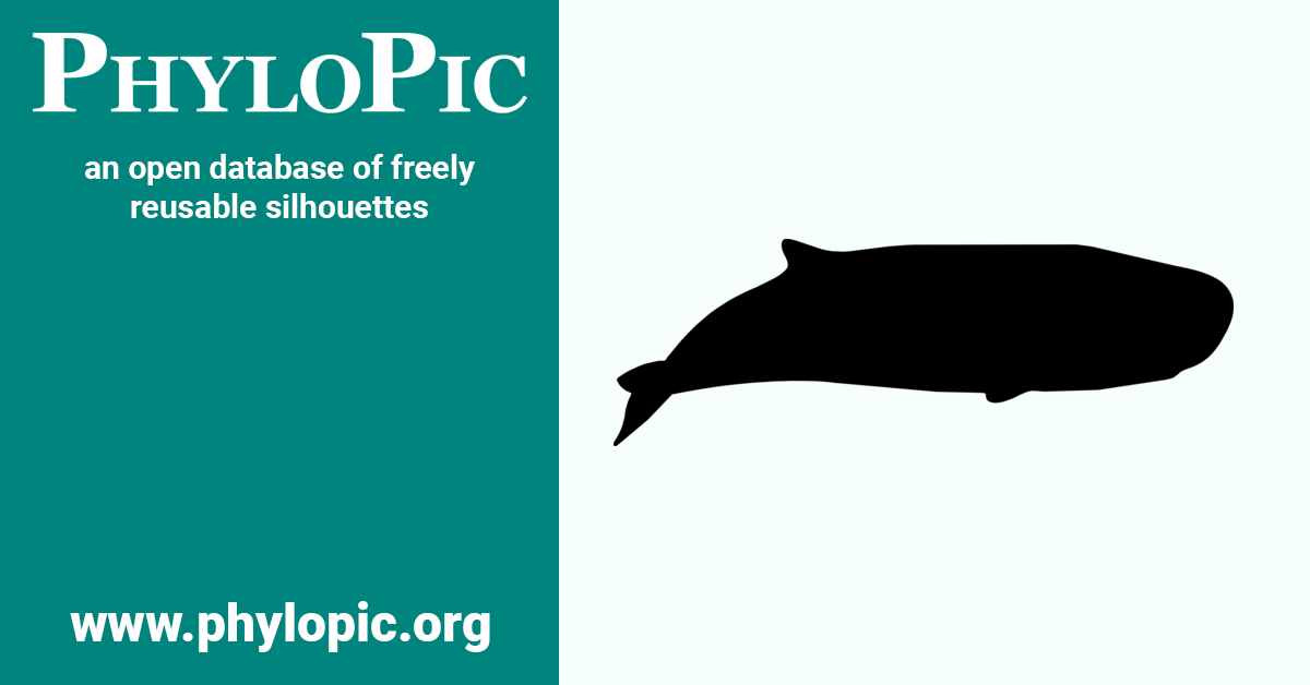 Kogia breviceps - PhyloPic