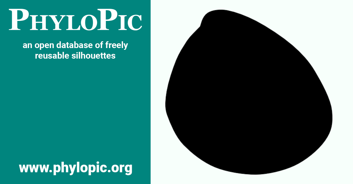 Nucula proxima by Katie S. Collins (CC BY 3.0) - PhyloPic