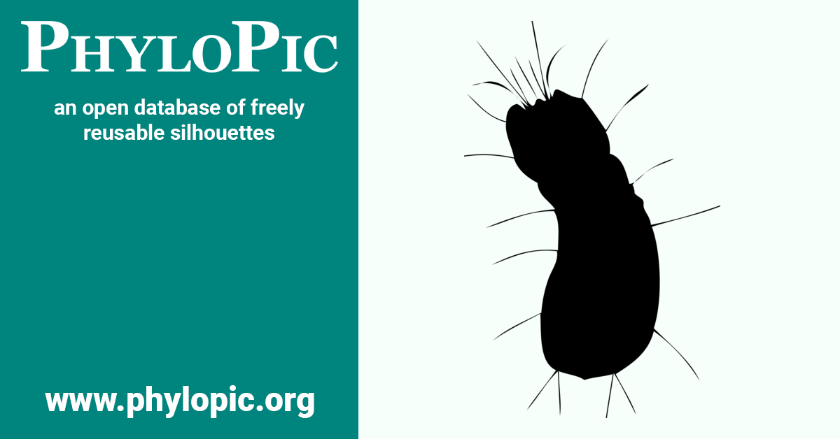 Limnognathia maerski by Вальдимар (vectorized by T. Michael Keesey) (CC ...