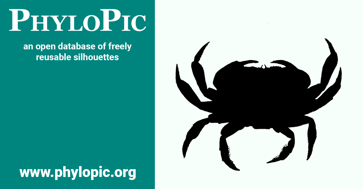 Metacarcinus magister by Harold N Eyster (CC BY 3.0) - PhyloPic