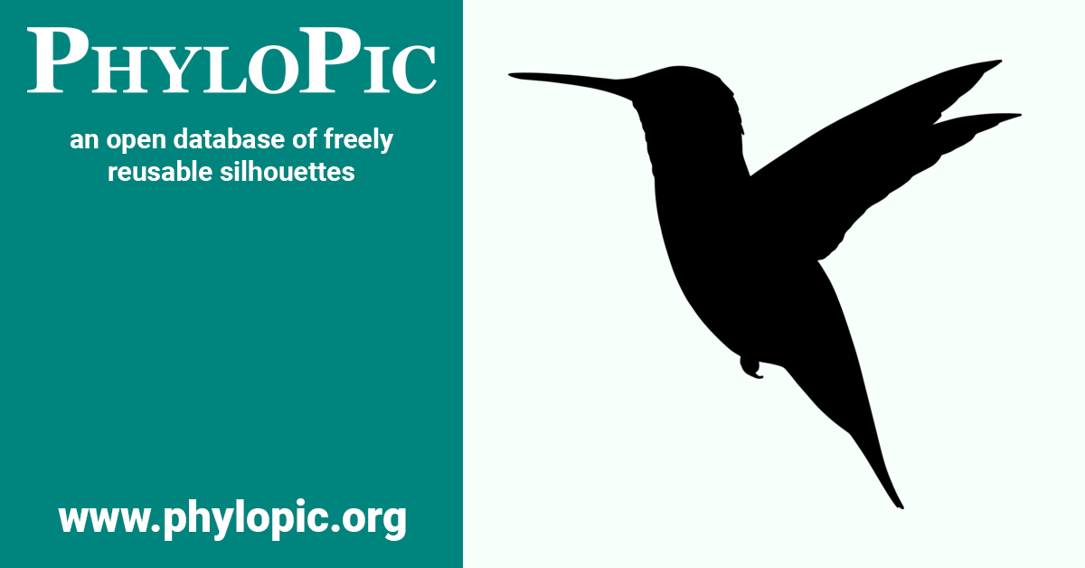 Archilochus colubris - PhyloPic