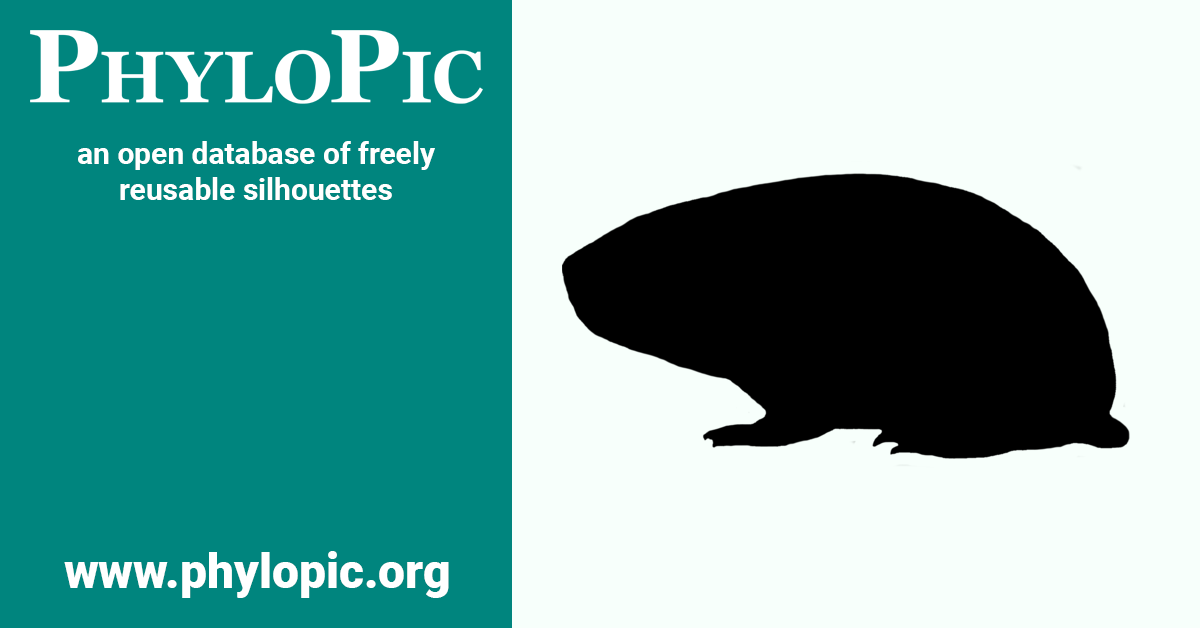 Heliophobius argenteocinereus by Kai R. Caspar (CC BY 3.0) - PhyloPic